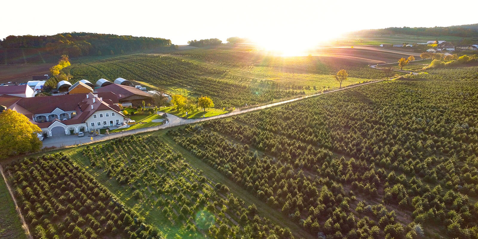 Weihnachtsbäume kaufen - Klein, Groß, schön oder modern | Christrees